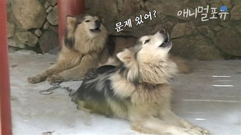 이장님 목소리만 들으면 울부짖던 말라뮤트 형제 그런데 알고보니 반전 결말🤭ㅣkbs 주주클럽 070722 방송 Youtube