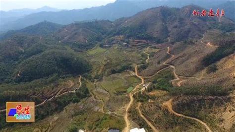 陽春一生態農場依託山林養香豬 每日頭條