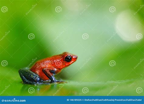 Red Strawberry Poison Dart Frog Dendrobates Pumilio In The Nature