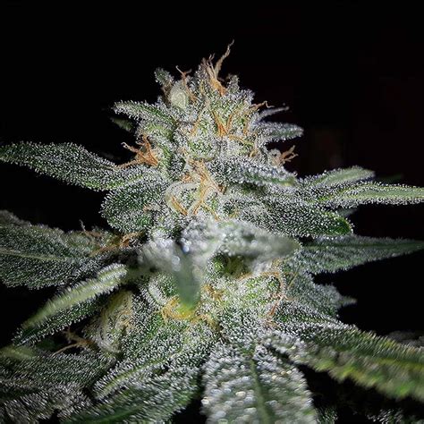 Black Sugar Rose Strain Feminized Cannabis Seeds For Sale