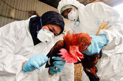 Gripe Aviar Veterinariosas En Alerta Para Cuidar La Salud Pública