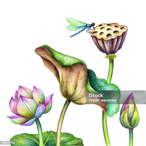Ilustración De Flores De Loto De Acuarela Ilustración Botánica Rosa