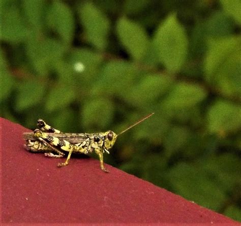 Grasshopper Harvard Conservation Trust