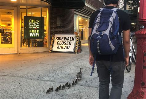 Filhotes de pato são resgatados após queda em bueiro em avenida de Nova York Natureza G