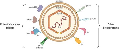 Epsteinbarr Virus Antigens Creative Diagnostics
