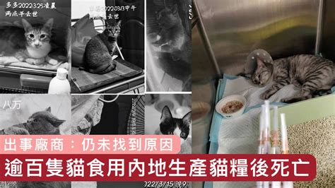 逾百隻貓食用內地生產貓糧後死亡 出事廠商：仍未找到原因 Now 新聞