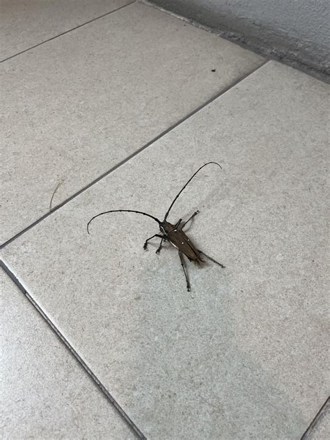 Found This On My Apartment Malaysia R Whatsthisbug