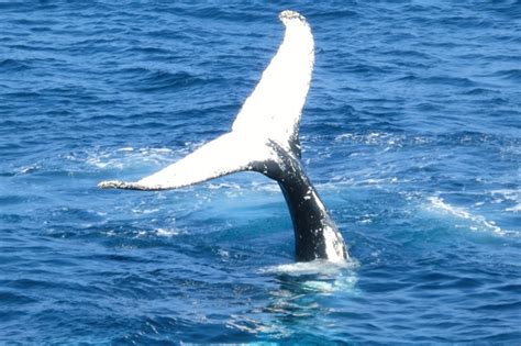 Action Cetacean Daytime Diving Dolphin Fin Leisure Photos In 