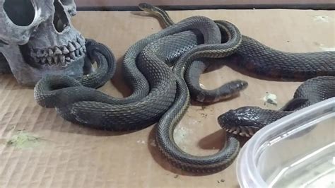 Northern Water Snake Mating Cobra Dagua Fazendo Sexo Snake Having