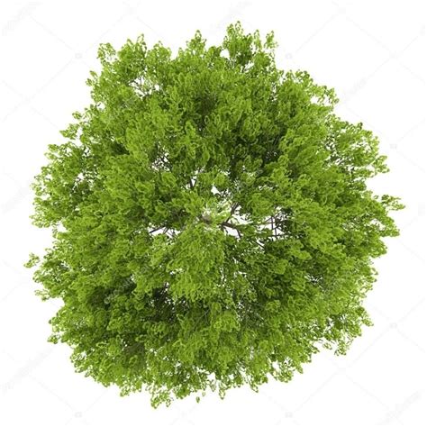 Green Tree In Landscape Design