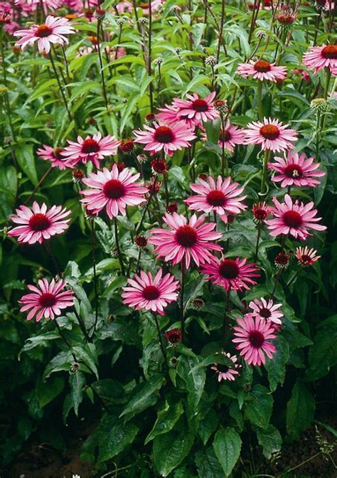 Echinacea Purpurea Ruby Star Rubinstern From Nvk Nurseries