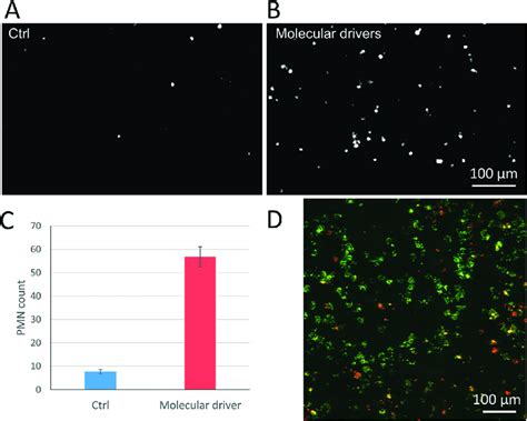 Binding Of Freshly Isolated Fluorescently Labeled Polymorphonuclear