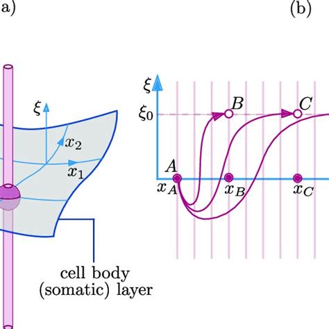 1 Schematic Of The Neural Field Model A Dendrites Are Represented Download Scientific