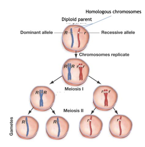 Bio Lab Final Exam Flashcards Quizlet