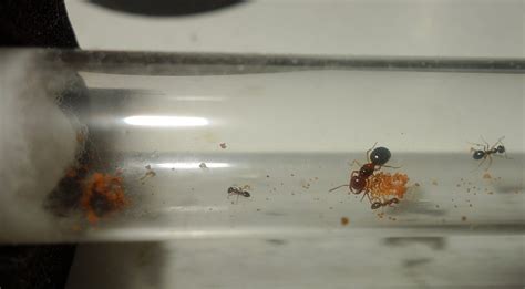 Ccjs Ants Opisthopsis Strobe Ant Melophorus Pheidole Antipodum