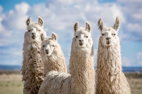 The Unusual Reproductive Cycle Of Llamas Impressive Nature