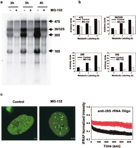Proteasomal Inhibition Affects Pre Rrna Processing And Impairs The