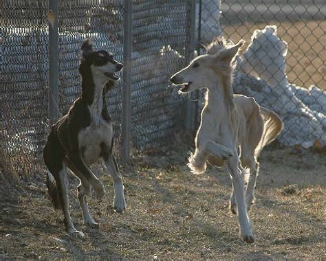 Saluki Tails