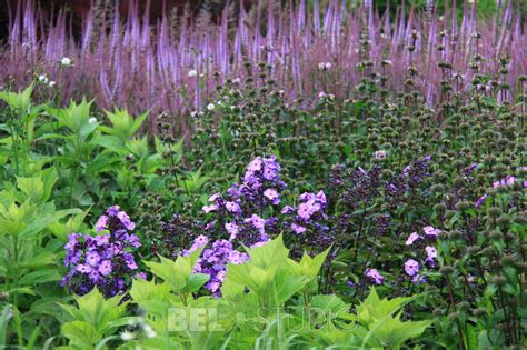 Цветочные бордюры в Wisley RHS Garden - Пит Удольф (Piet Oudolf ...