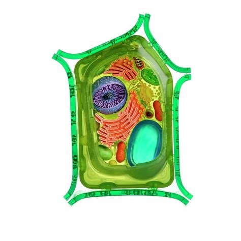 Растительная клетка и ее строение 6 класс Биология