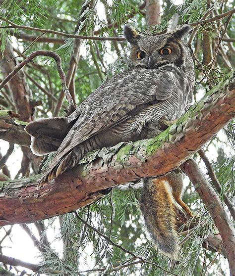 Great Horned Owl 5 Photograph By Lindy Pollard Pixels