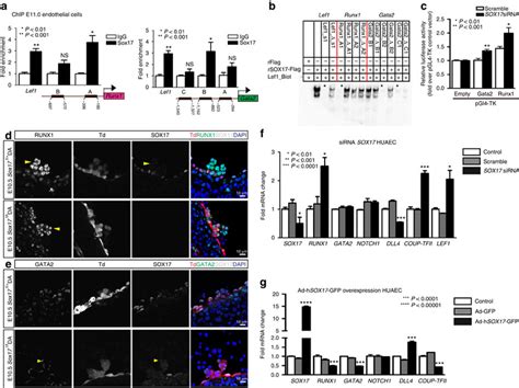 Sox17 Directly Binds Runx1 And Gata2 For Repression Of Haematopoietic