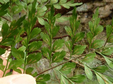 2023沖縄北部の森周辺のシダ オオトキワシダ 神奈川県のシダ植物