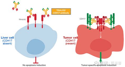 实体瘤安全靶点——cdh17 Car T疗法在血液瘤领域屡获成功，但对实体瘤收效欠佳，然而这种情况可能将迎来改变。由宾夕法尼亚大学医学院的研究