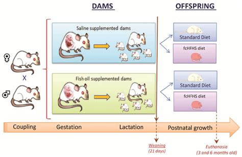 General Scheme Of The Nutritional Intervention Download Scientific Diagram