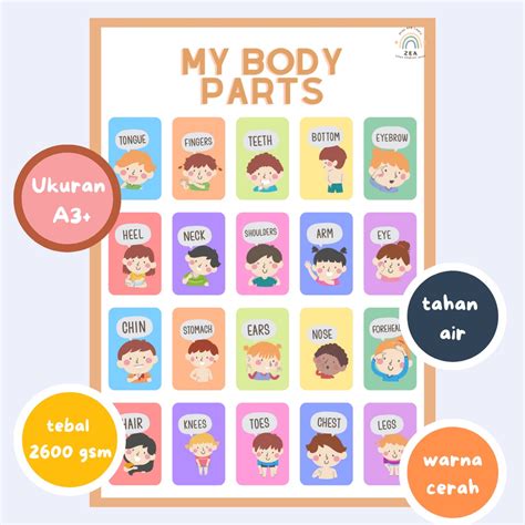 Jual Mainanzea Poster Edukasi Anak Seri Bagian Tubuh Poster Belajar