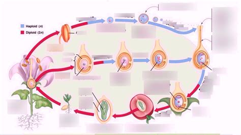 Diagram 1 Diagram Quizlet