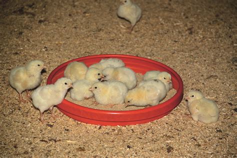 Necrotic Enteritis Control Without Antibiotics Asian Agribiz