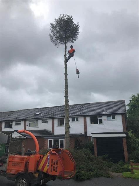 Tree Surveying First Class Tree Care Covering Throughout Cheshire
