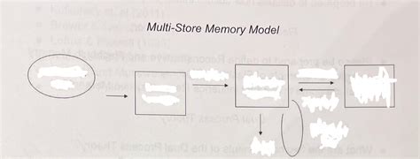 Multi- Store Memory Model Diagram | Quizlet