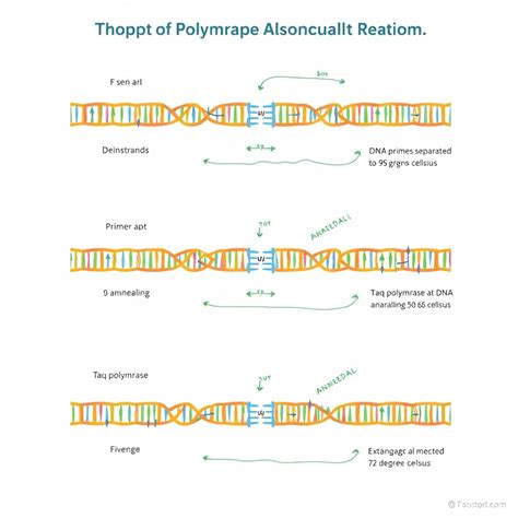 Educational And Schematic Illustration Showing The Polymerase Chain