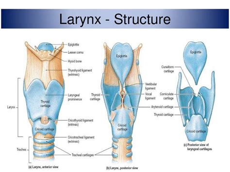 Anatomy Of Larynx