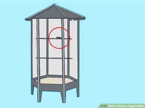 How To Feed A Sugar Glider 15 Steps With Pictures Wikihow