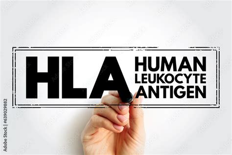 Hla Human Leukocyte Antigen Complex Of Genes On Chromosome 6 In Humans Which Encode Cell