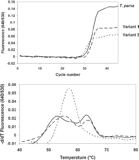 Detection Of Theileria Parva Variants Indicated Are Ampli Fi Cation Download Scientific