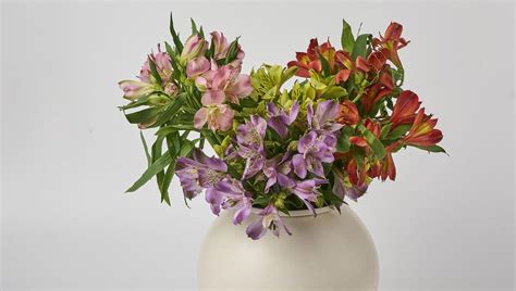 그리운 사람에게 선물하는 꽃 알스트로메리아