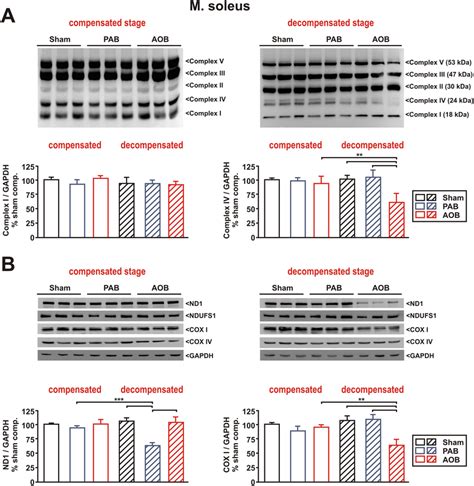 Mitochondrial Respiratory Chain Protein Expression A Representative