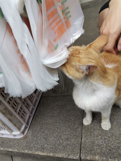 随拍路边的猫咪 Powered by Discuz