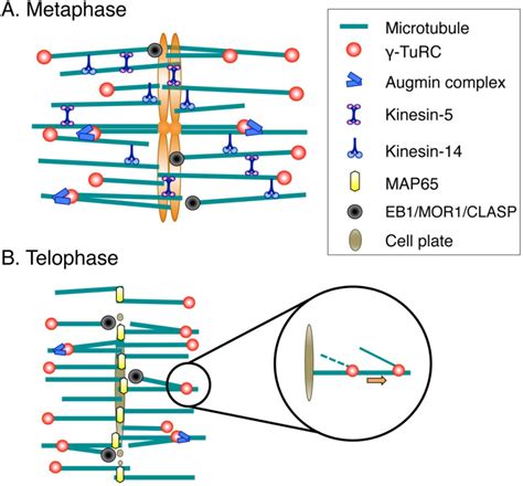 Figure 1 From Mitotic Spindle Assembly In Land Plants Molecules And