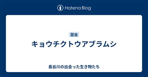 キョウチクトウアブラムシ 長谷川の出会った生き物たち