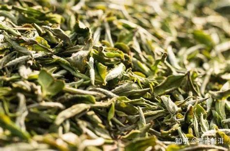 普洱茶的正确采摘方式 知乎