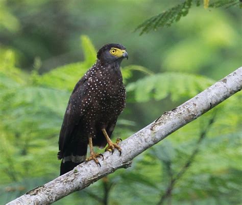 Philippine Serpent Eagle Birds Of Mindoro Island · Inaturalist