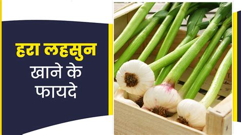 हरा लहसुन खाने के फायदे Green Garlic Benefits In Hindi Hara Lahsun