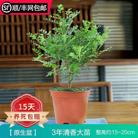 开时果 正宗清香胡椒木盆栽清香型 办公室植物木苗盆景防驱蚊草水培绿植 Shopee Singapore