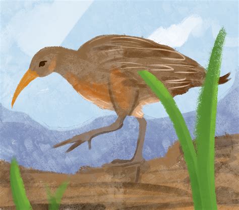 The Light Footed Clapper Rail The Bottom Line Ucsb