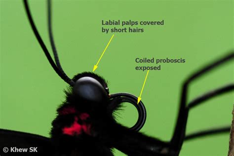 Butterflies Of Singapore The Butterfly Labial Palps